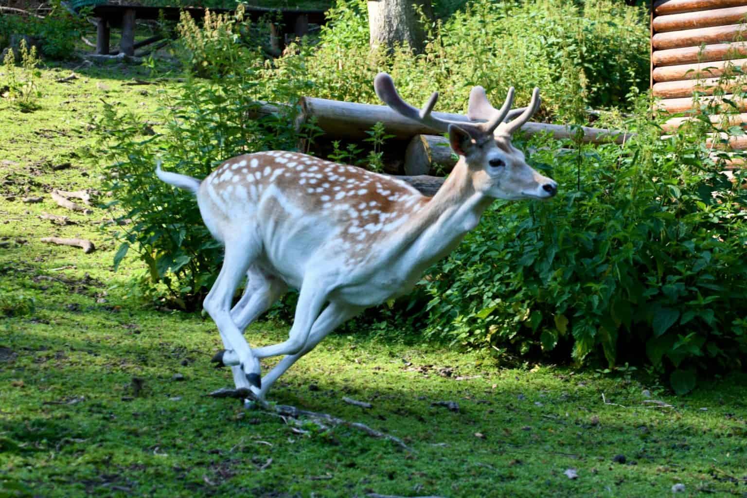 Tierpark Gera / Thüringen