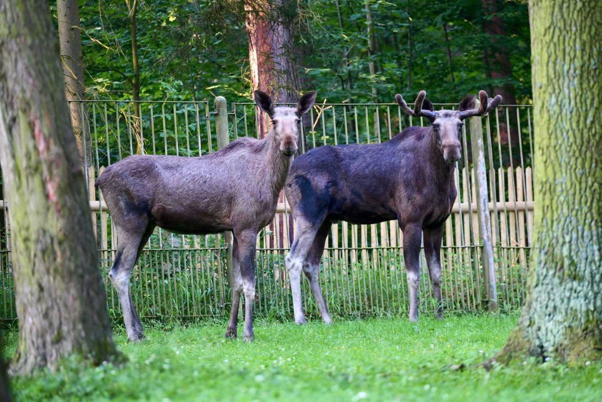 Tierpark Gera / Thüringen