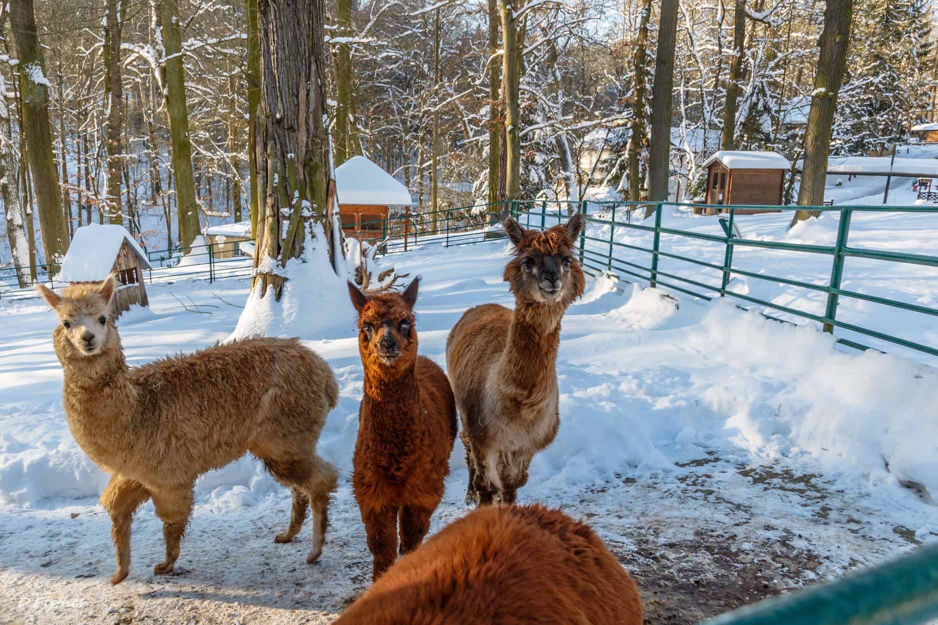 Tierpark Gera / Thüringen