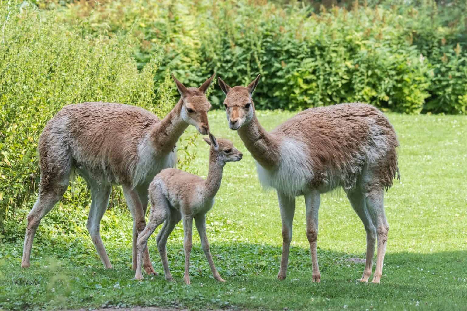 Tierpark Hellabrunn / Bayern