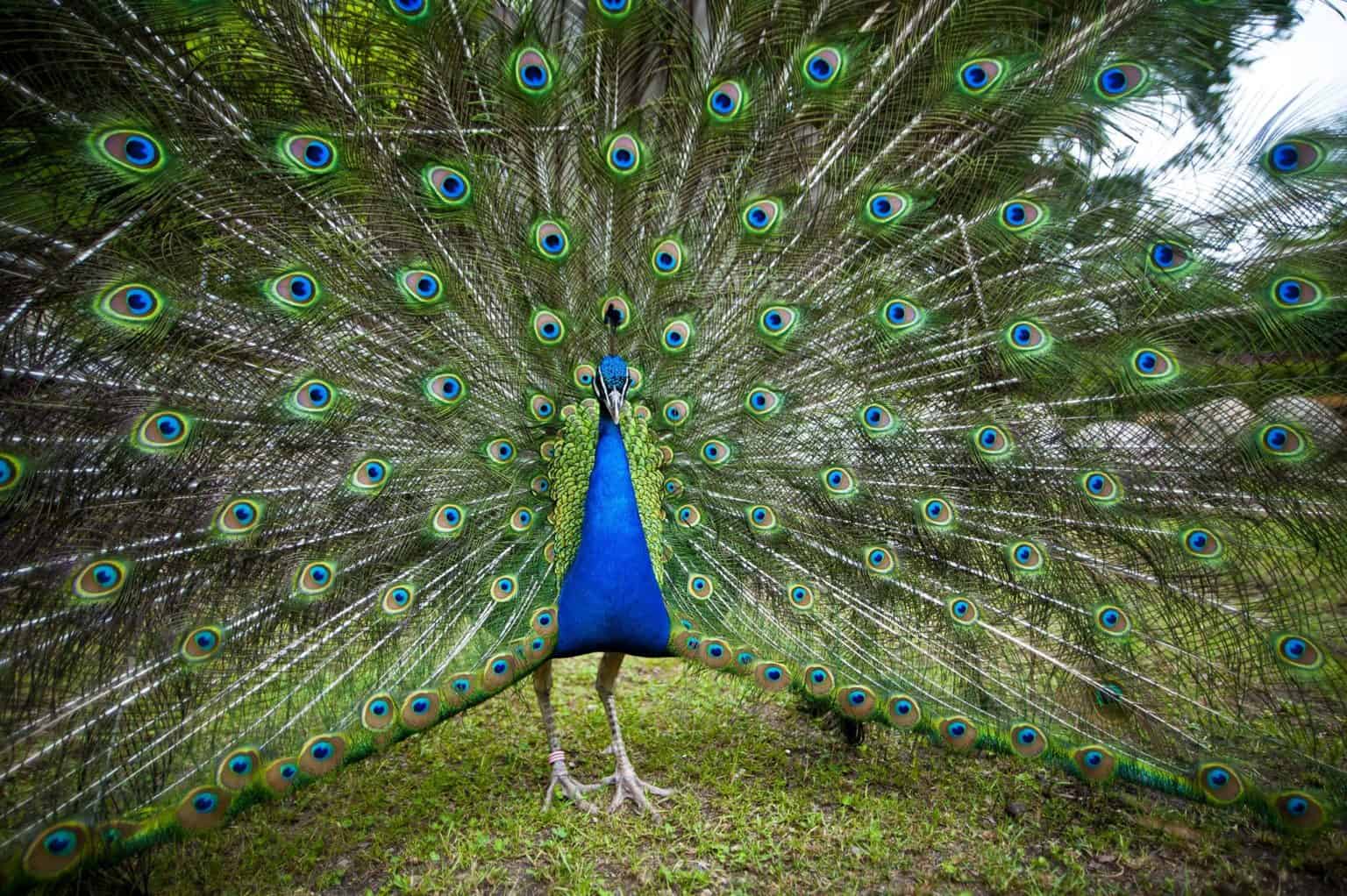 Vivarium Darmstadt / Hessen