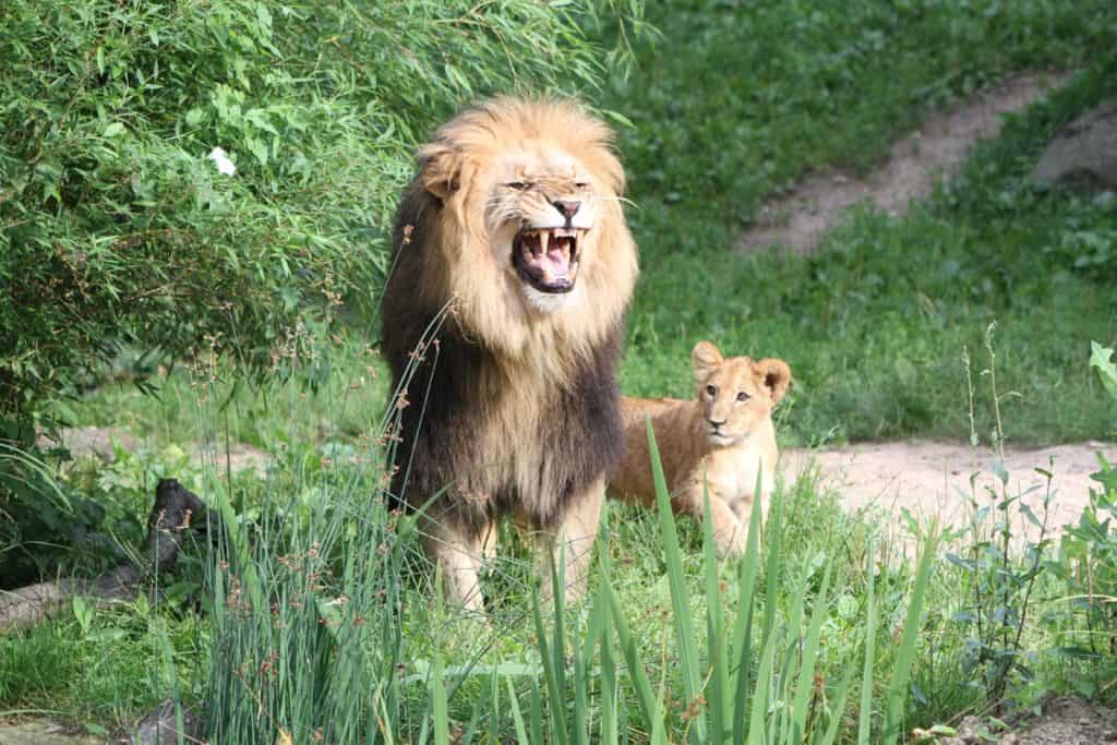 Zoo Leipzig / Sachsen
