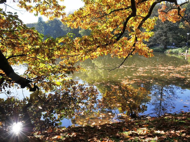 Botanischer Garten Rombergpark in Dortmund / Nordrhein-Westfalen