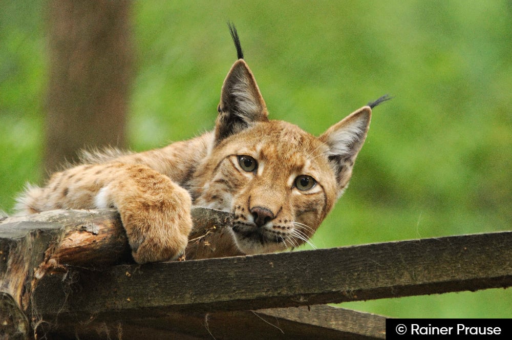Wildpark Alte Fasanerie Hanau / Hessen