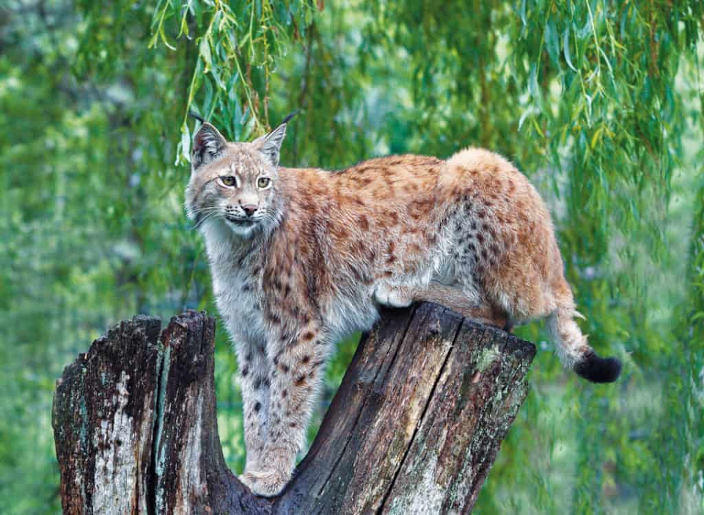 Wild- und Freizeitpark Allensbach - Freizeitpark in Allensbach / Baden ...