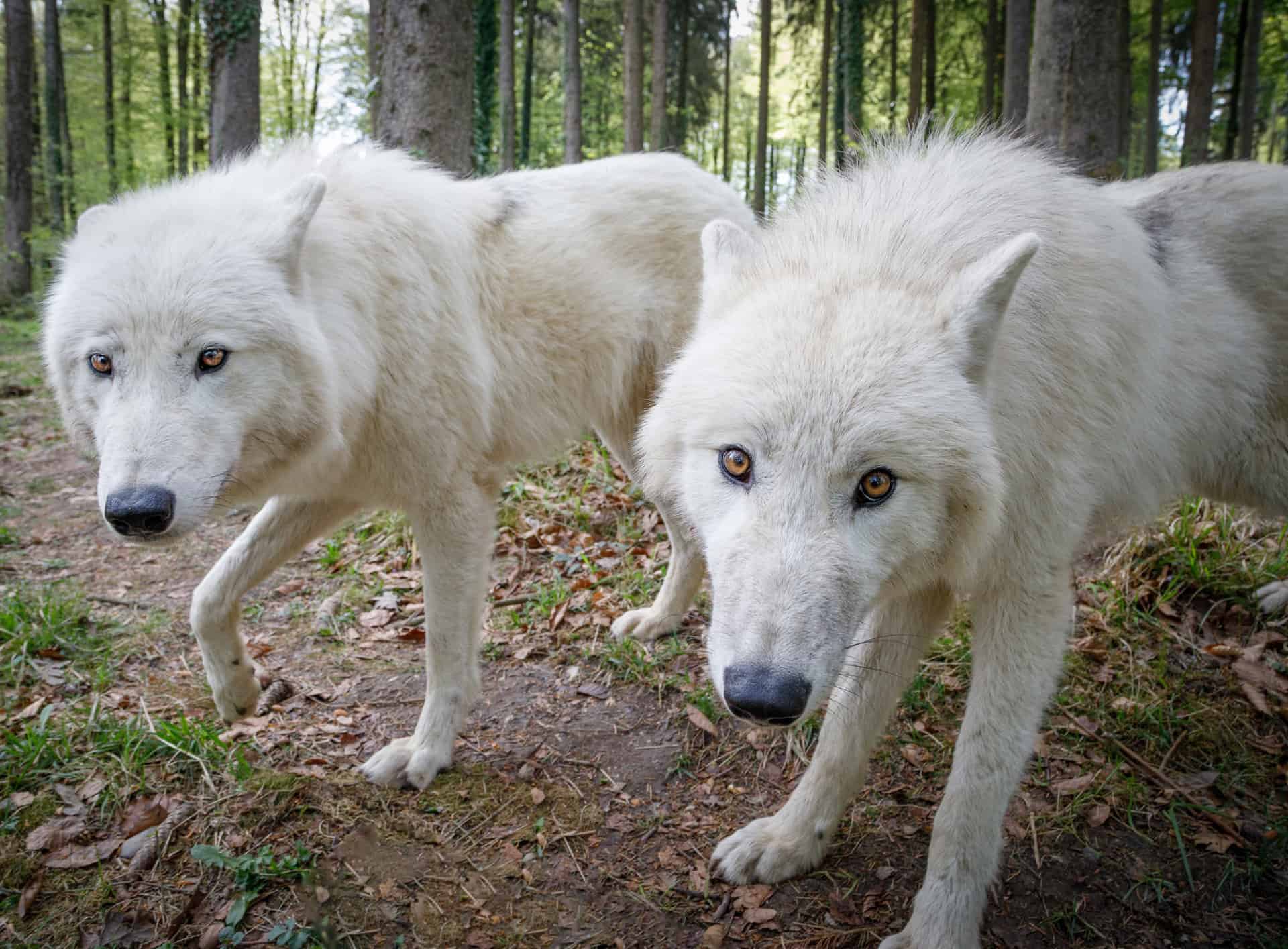 Wild- und Freizeitpark Allensbach - Freizeitpark in Allensbach / Baden ...